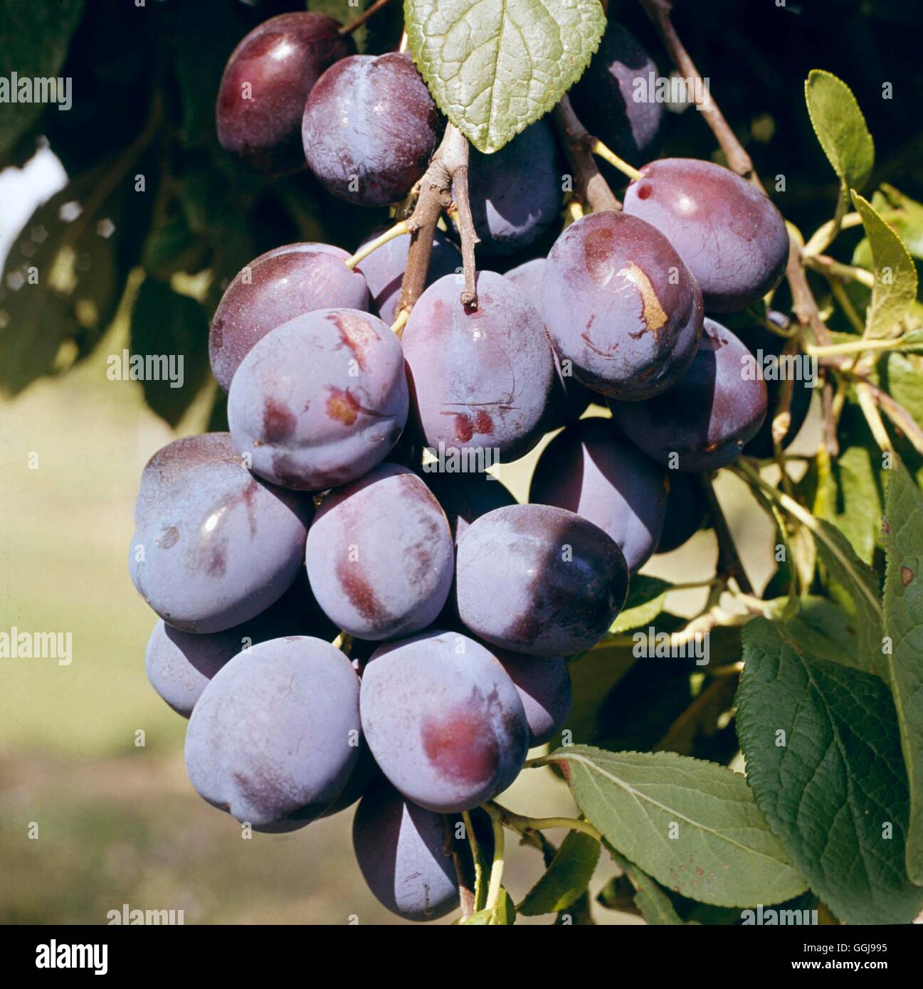 Farleigh damson hi-res stock photography and images - Alamy
